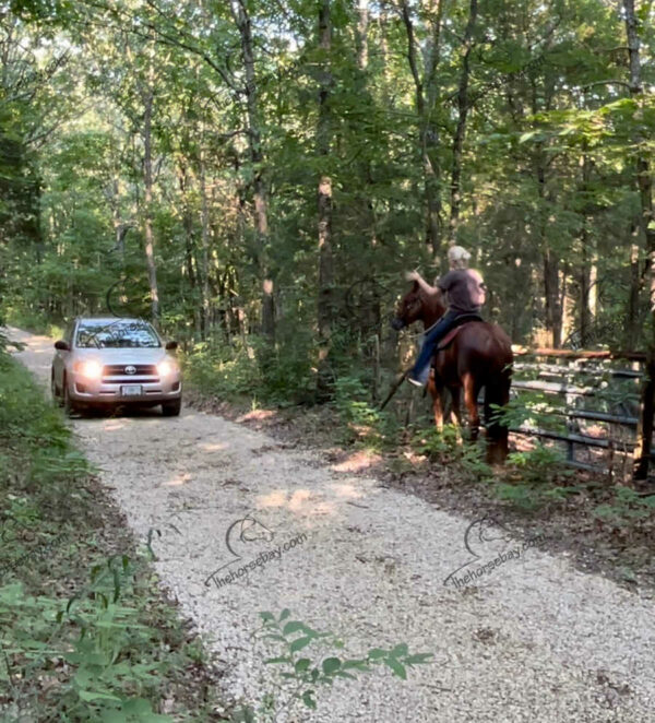 Ace’s Daisy Duke (Daisy) | Thehorsebay.com