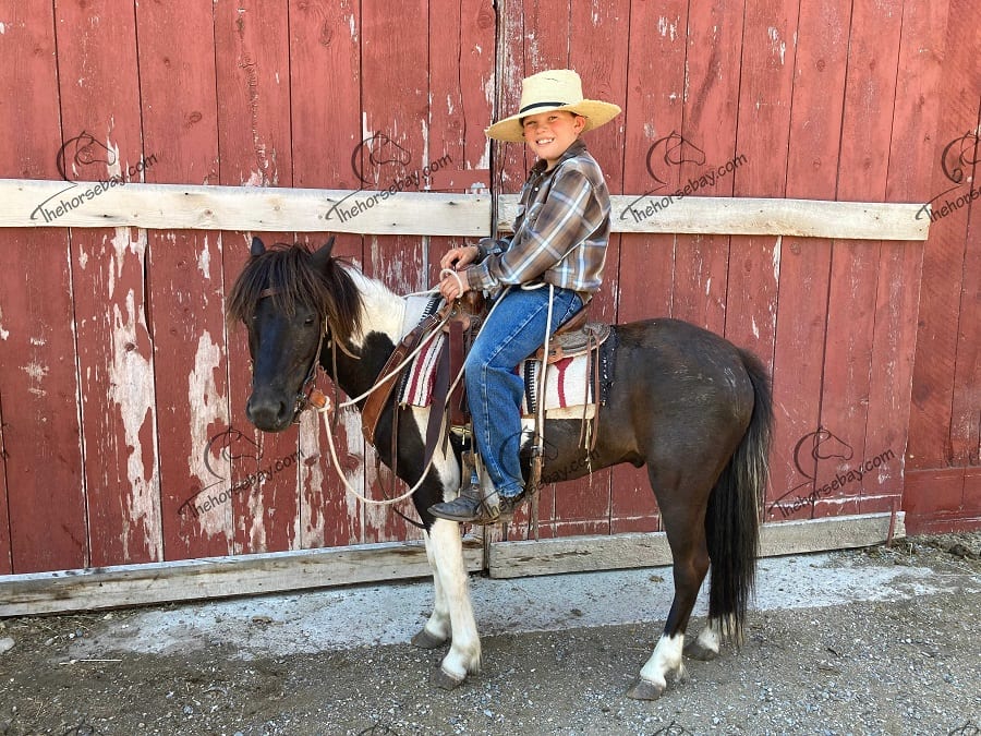 Chisum | Thehorsebay.com