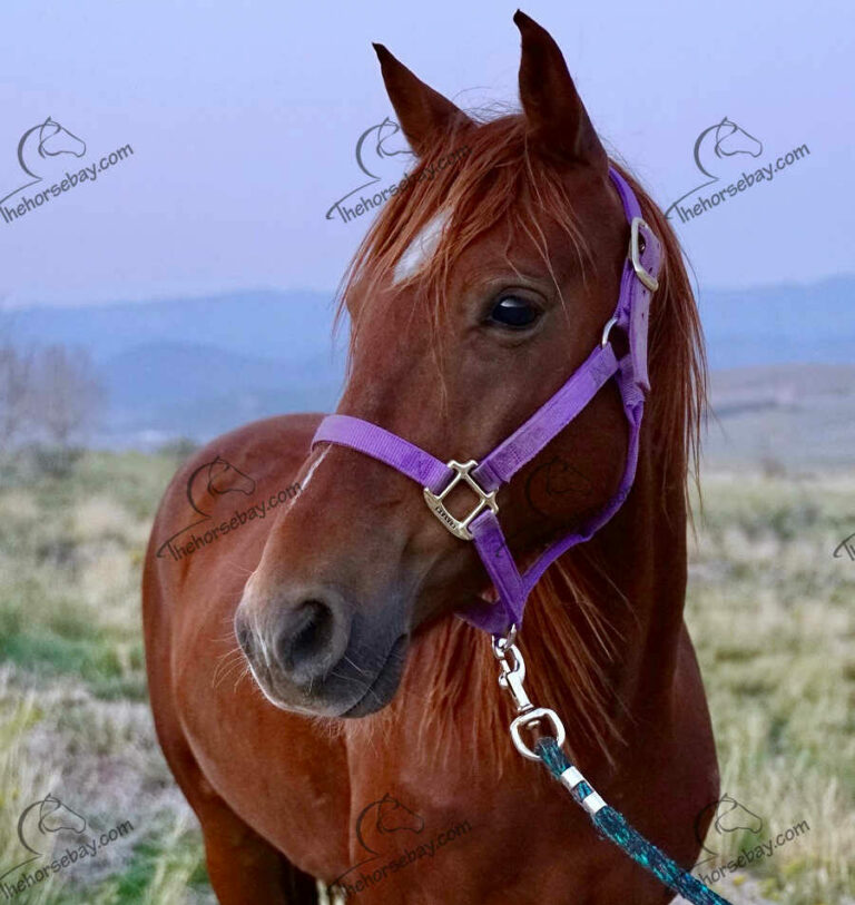 Pride's Grasshopper RLF | Thehorsebay.com