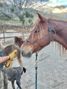 Pride's Grasshopper RLF | Thehorsebay.com