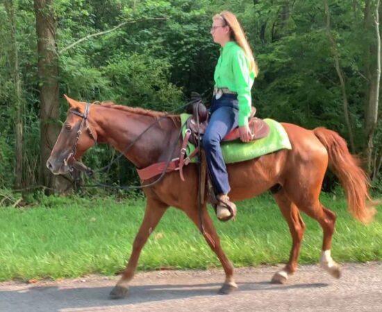 Adam Jokisch Archives - Thehorsebay.com