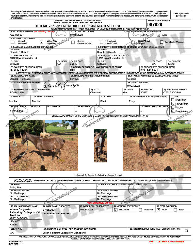 Mocha | Thehorsebay.com