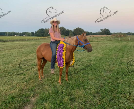 Adam Jokisch Archives - Thehorsebay.com