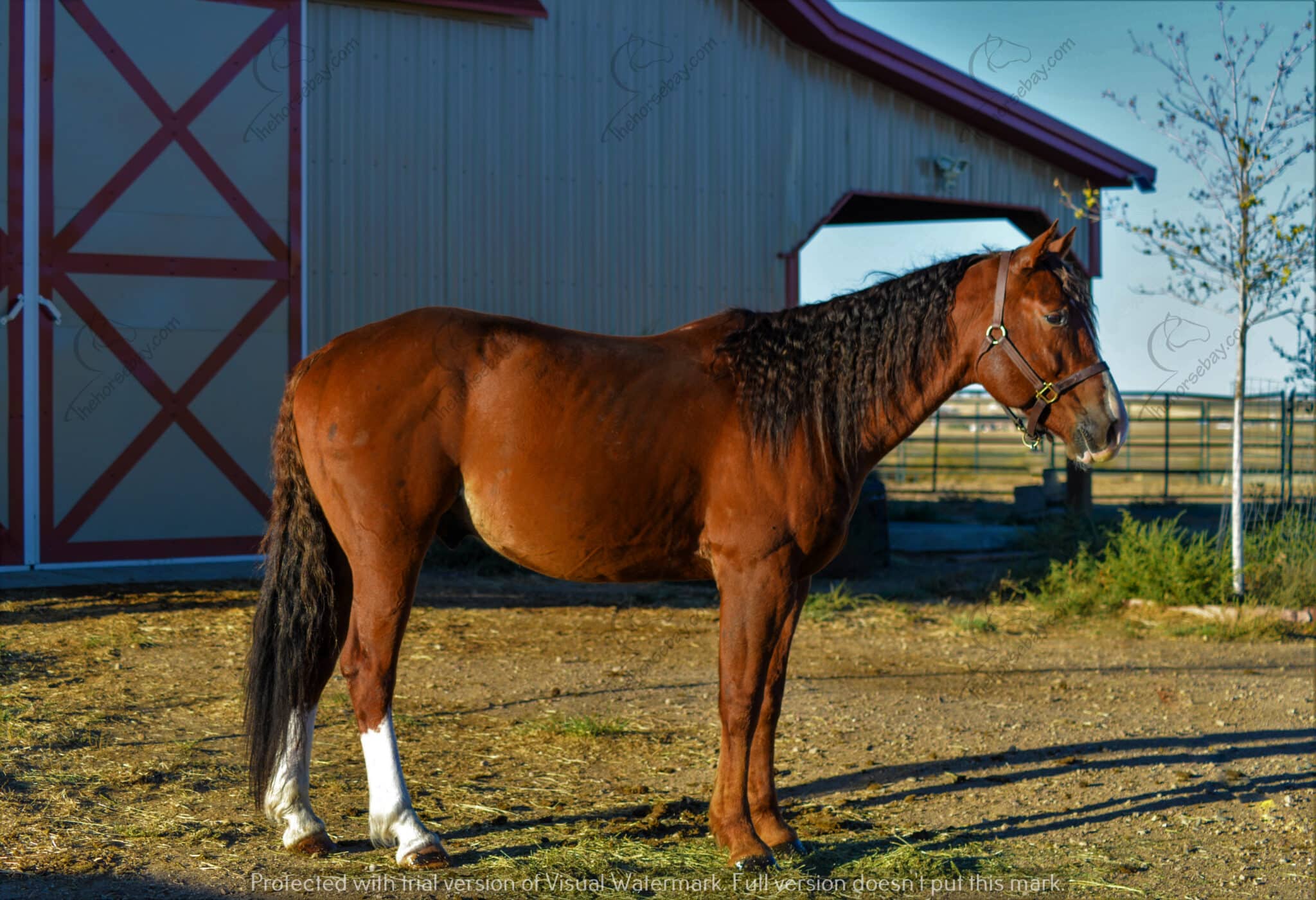 Azlan | Thehorsebay.com