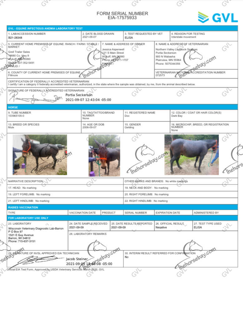 Doc | Thehorsebay.com