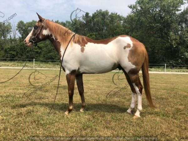Gunner | Thehorsebay.com