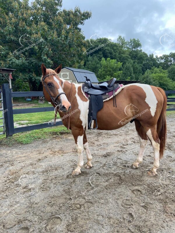 Stormy (Rowdy) | Thehorsebay.com