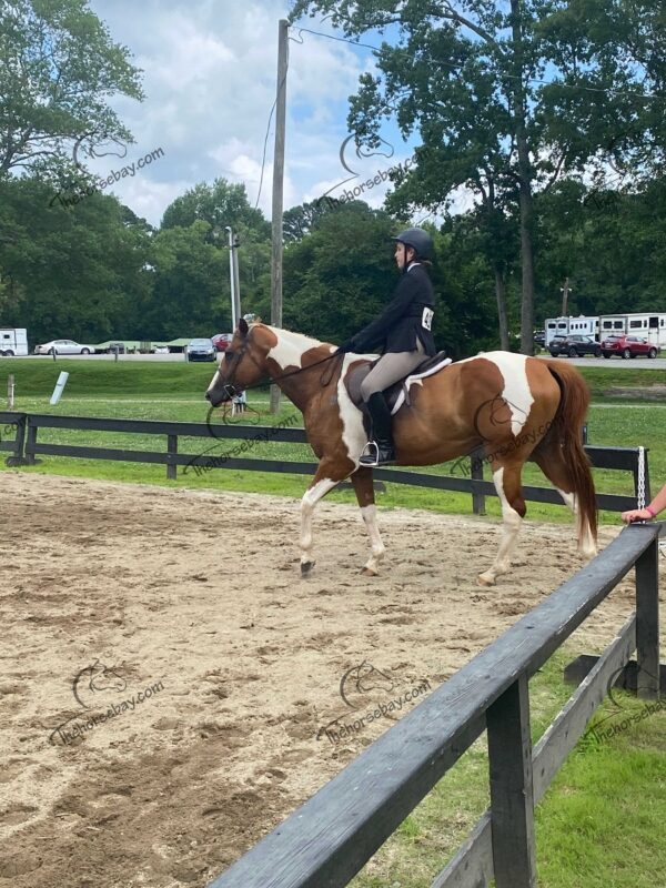 Stormy (Rowdy) | Thehorsebay.com