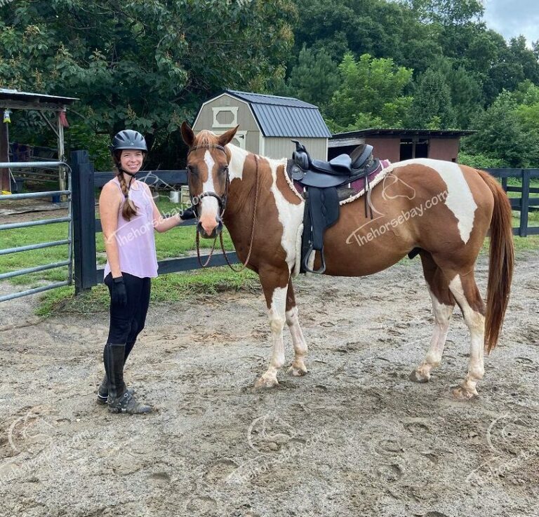 Stormy (Rowdy) | Thehorsebay.com