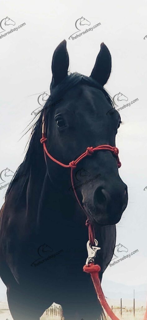 Black Remembrances (ACE) | Thehorsebay.com
