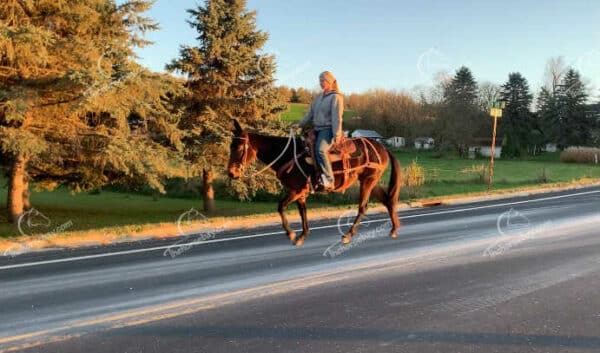 Ruby | Thehorsebay.com