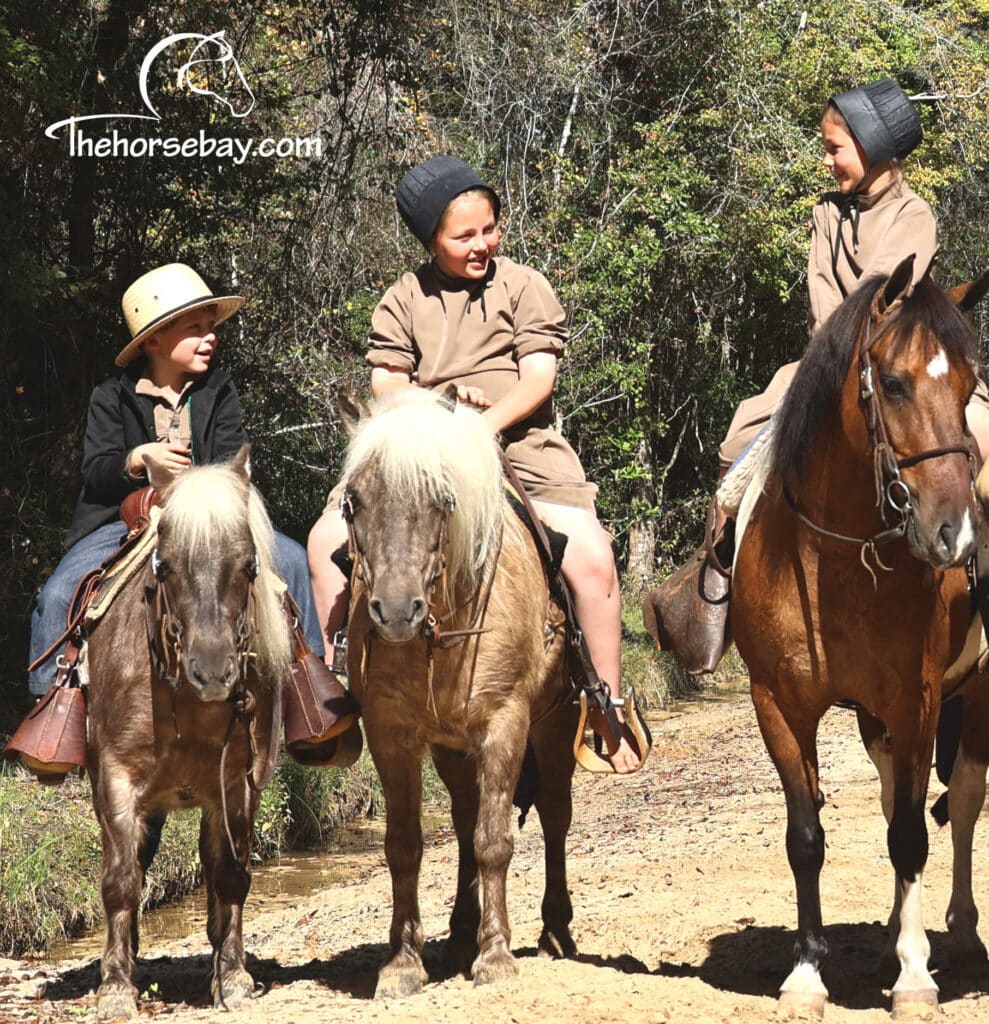 Fancy | Thehorsebay.com