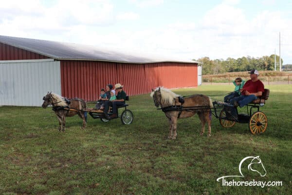 Fancy | Thehorsebay.com