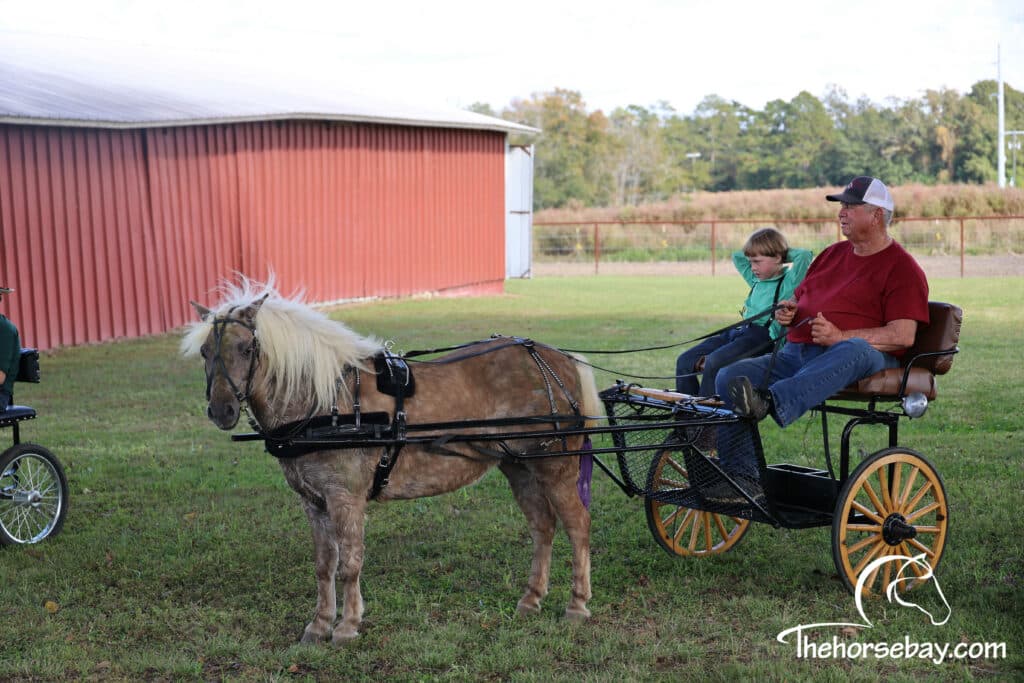 Fancy | Thehorsebay.com