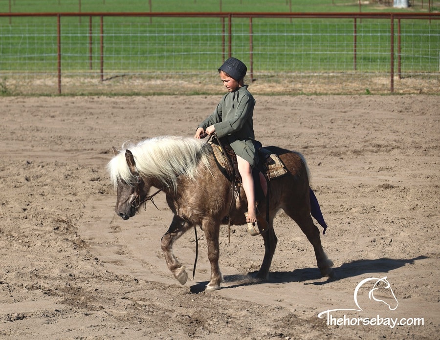 Fancy | Thehorsebay.com