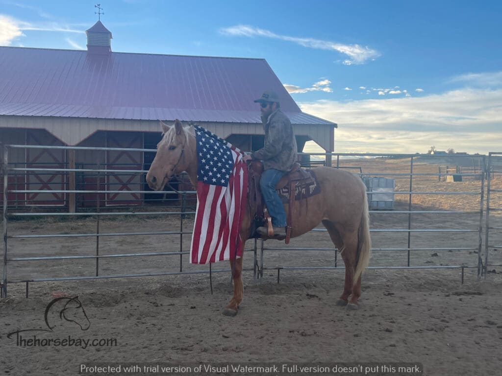 Goldie | Thehorsebay.com