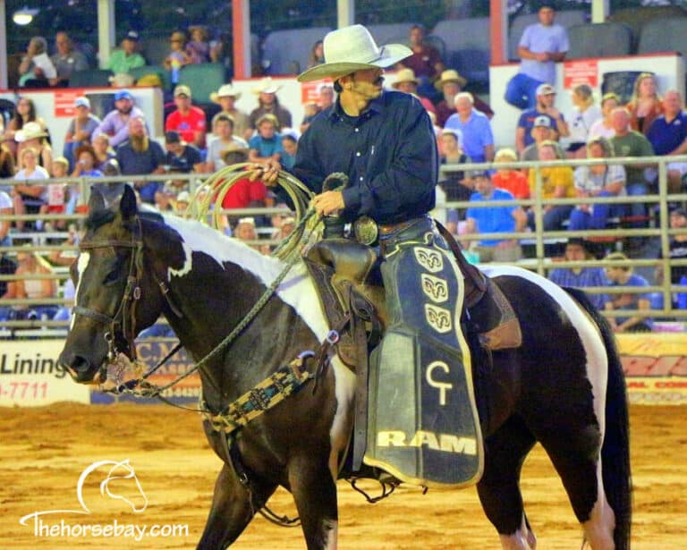 Heza Solena King (Leroy) | Thehorsebay.com