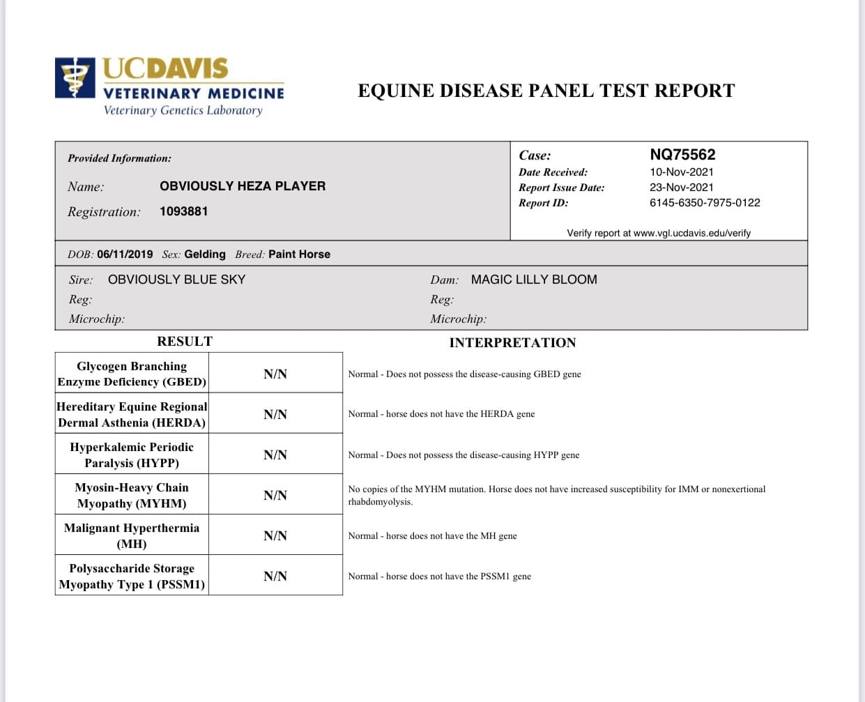 Obviously Heza Player | Thehorsebay.com