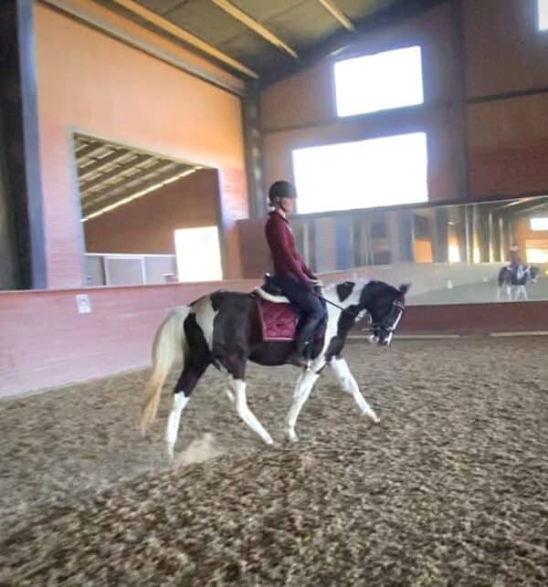 Obviously Heza Player | Thehorsebay.com