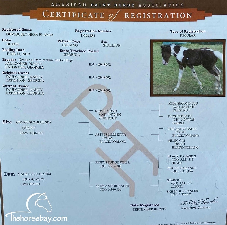 Obviously Heza Player | Thehorsebay.com