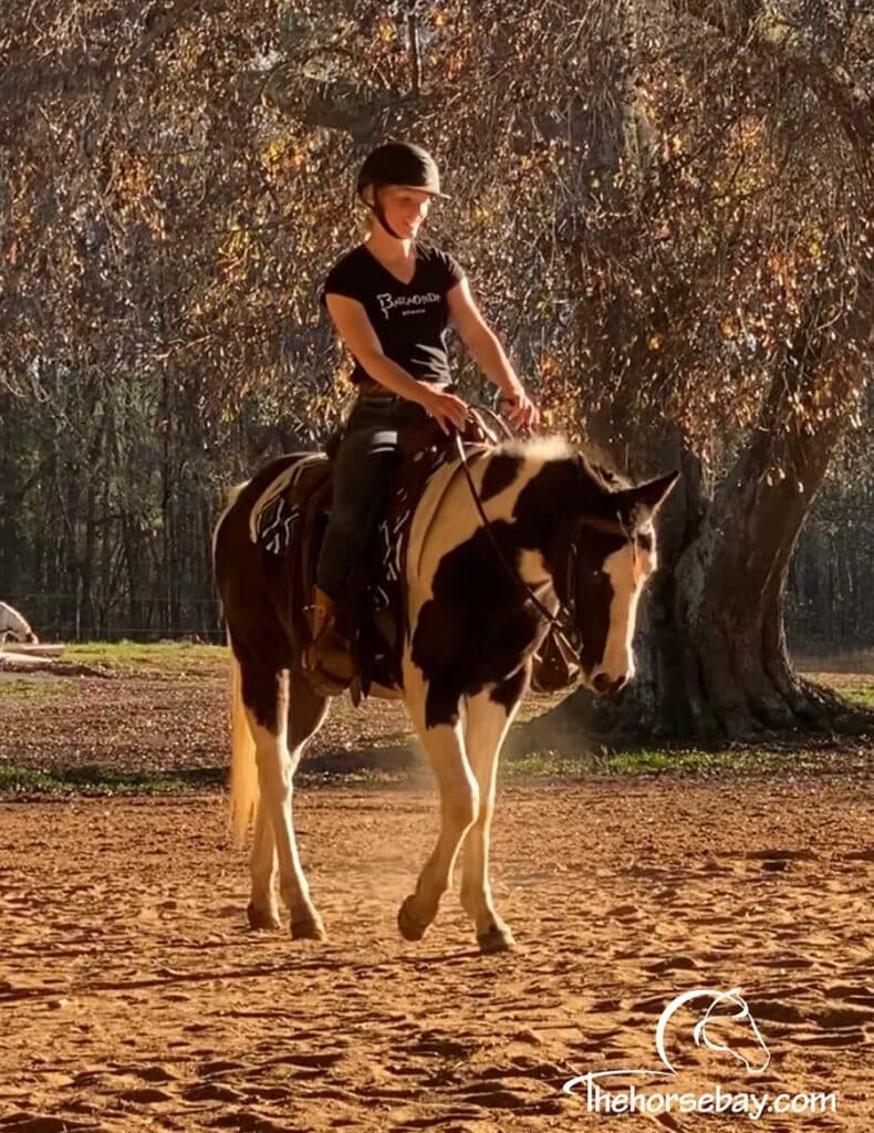 Obviously Heza Player | Thehorsebay.com