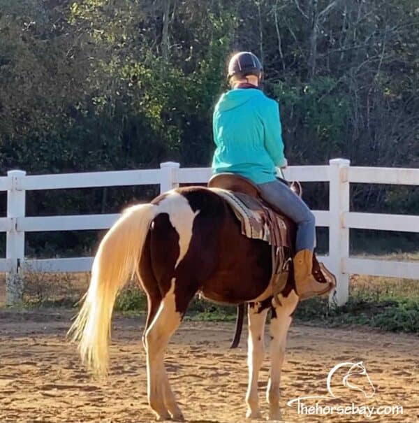 Obviously Heza Player | Thehorsebay.com