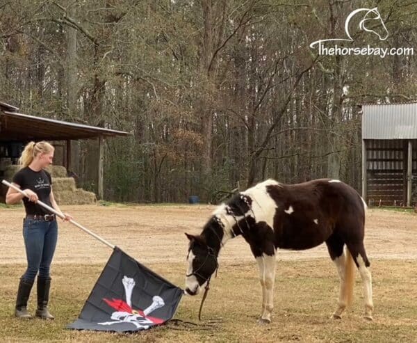 Obviously Heza Player | Thehorsebay.com