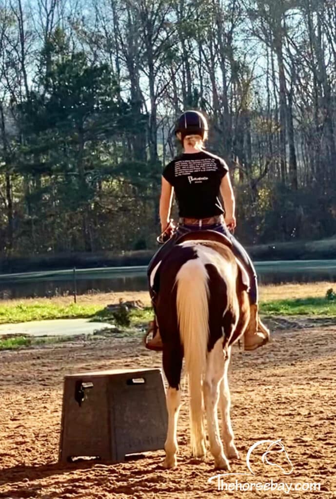 Obviously Heza Player | Thehorsebay.com