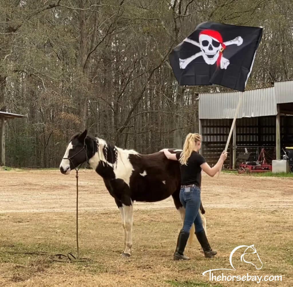 Obviously Heza Player | Thehorsebay.com