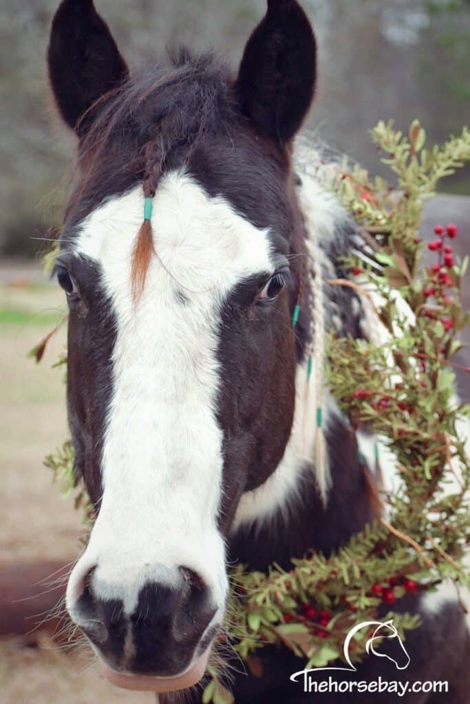 Obviously Heza Player | Thehorsebay.com