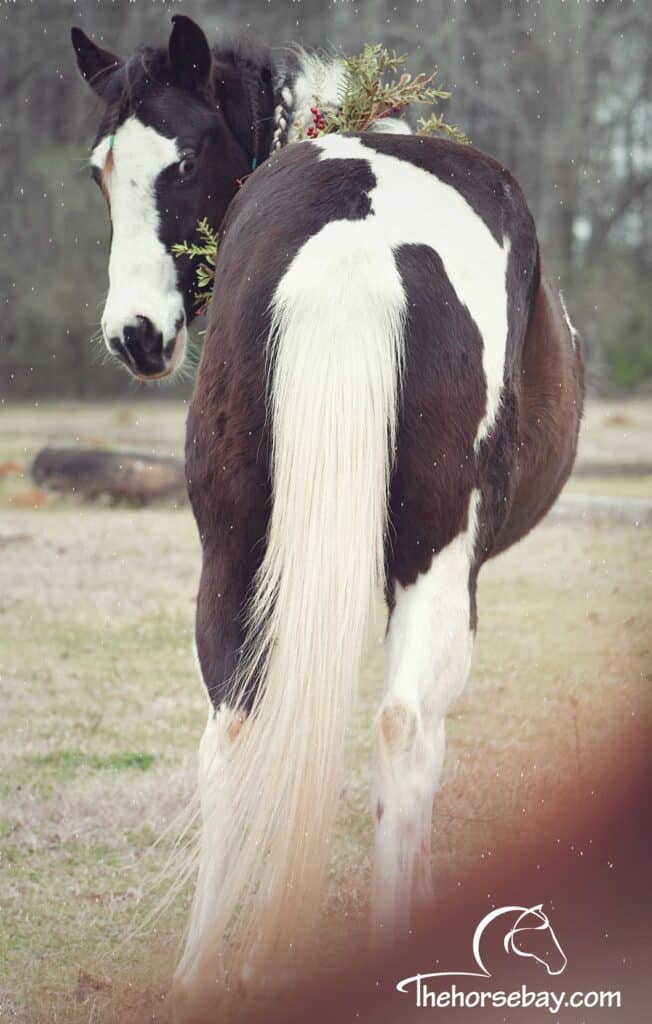 Obviously Heza Player | Thehorsebay.com