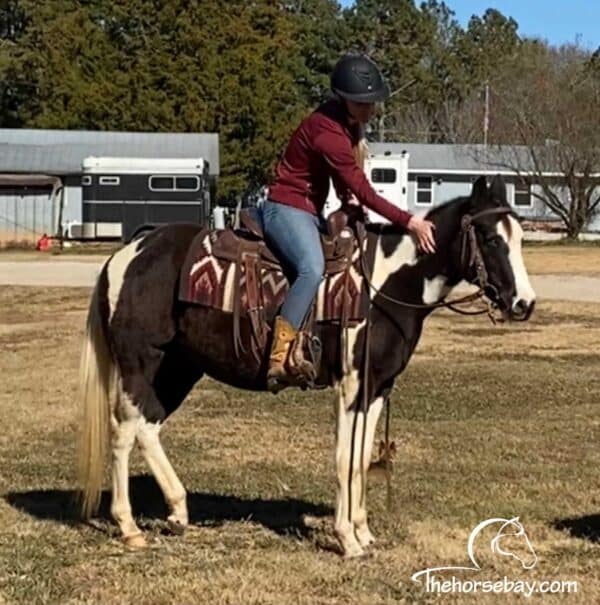 Obviously Heza Player | Thehorsebay.com