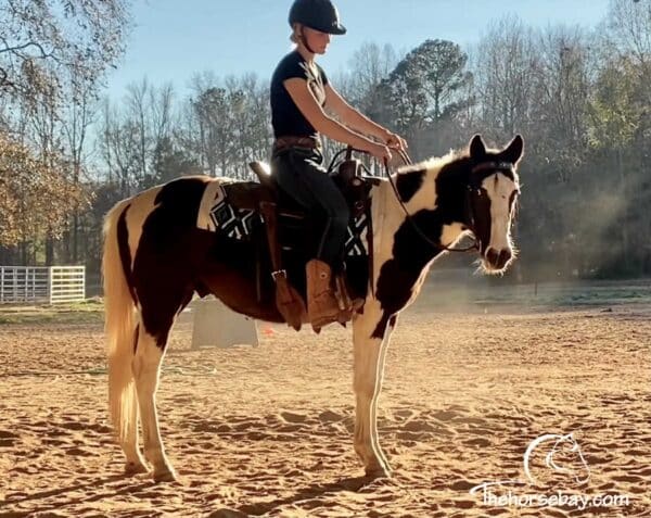 Obviously Heza Player | Thehorsebay.com