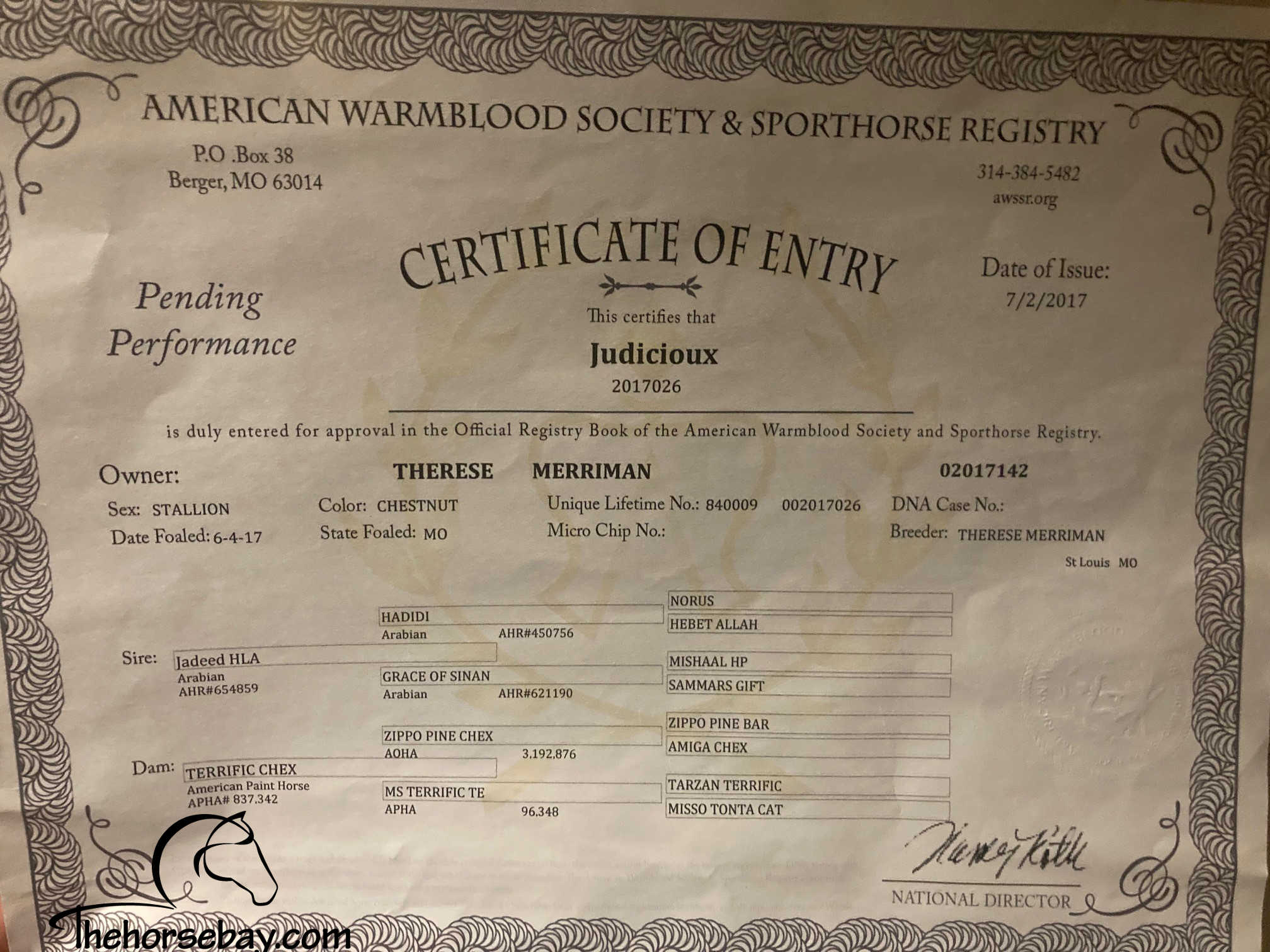 Judicioux (Jade) | Thehorsebay.com