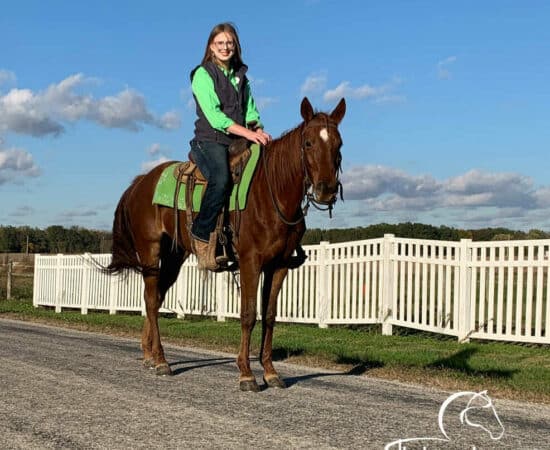 Adam Jokisch Archives - Thehorsebay.com