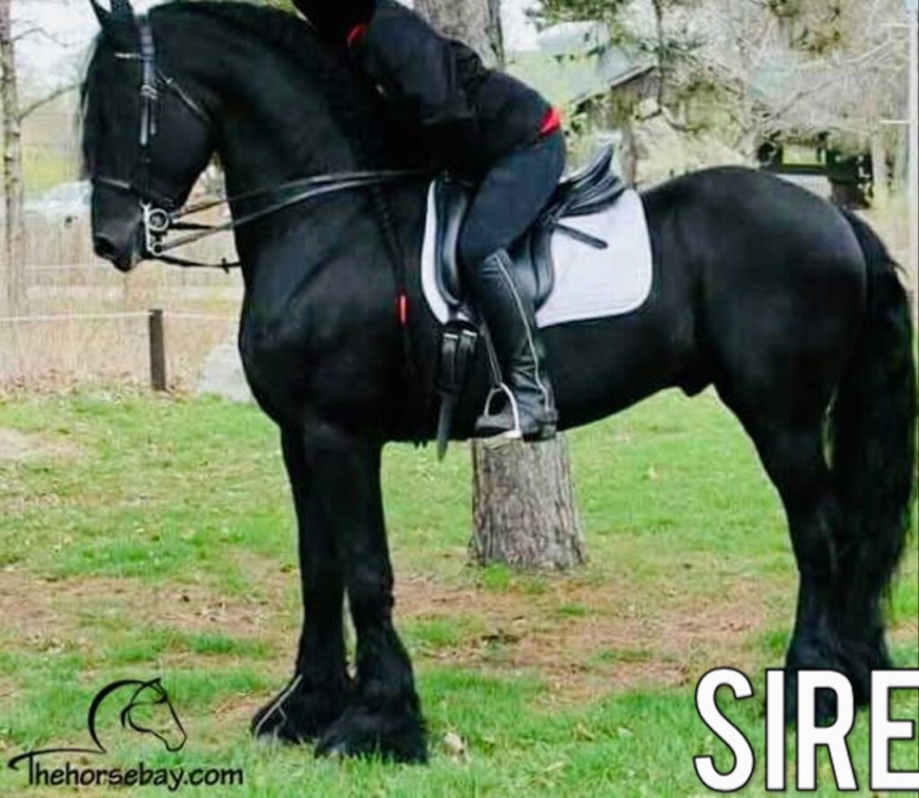 Tymara of Imperial Reign Friesians | Thehorsebay.com