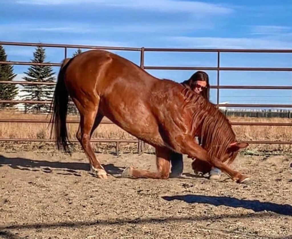 Fizz | Thehorsebay.com