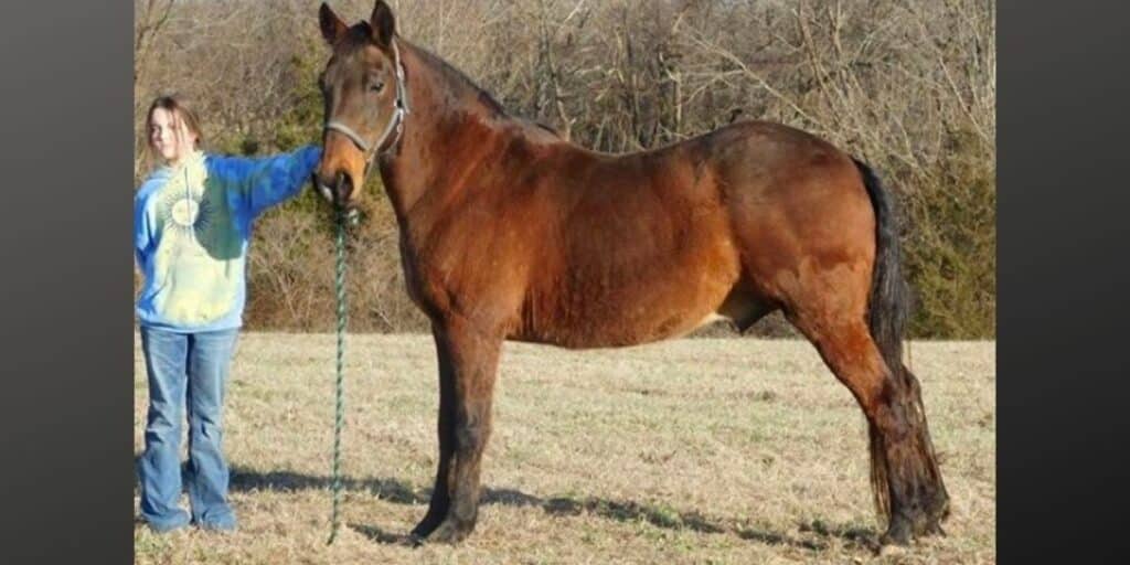 Bosco | Thehorsebay.com