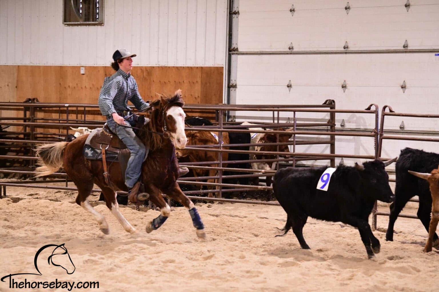 Bex | Thehorsebay.com