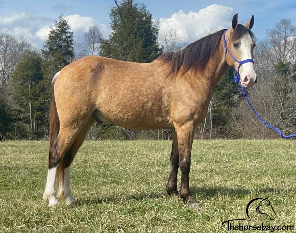 Blaze | Thehorsebay.com