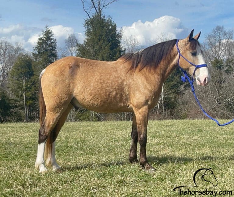 Blaze | Thehorsebay.com