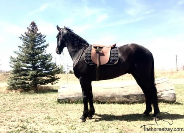 Goliath | Thehorsebay.com