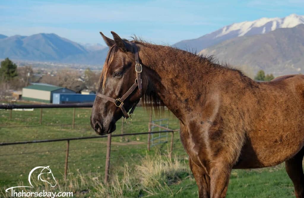 Elite’s VooDoo | Thehorsebay.com