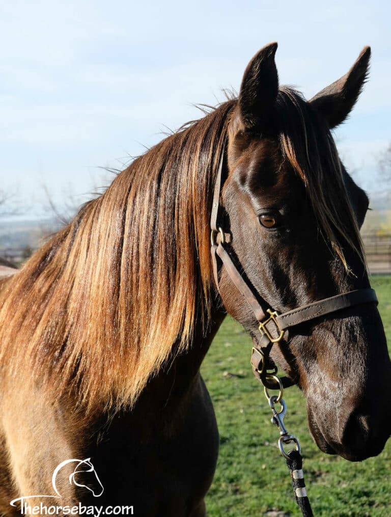 Elite’s VooDoo | Thehorsebay.com