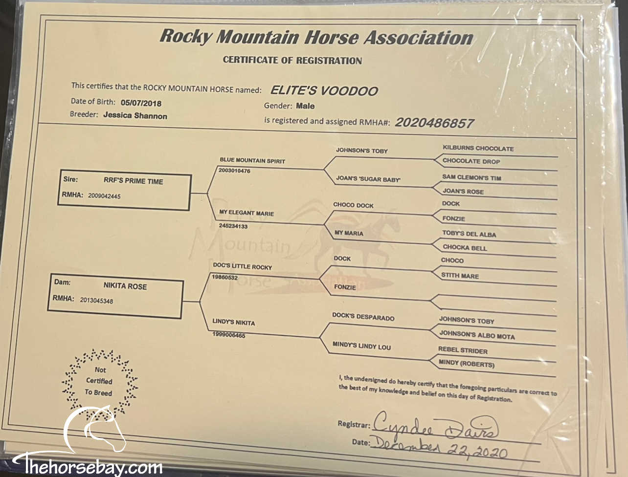 Elite’s VooDoo | Thehorsebay.com