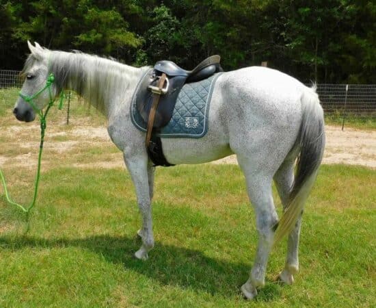 Nora Stevens Archives - Thehorsebay.com