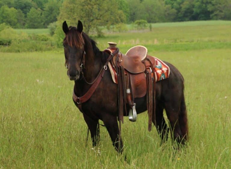 Goose | Thehorsebay.com