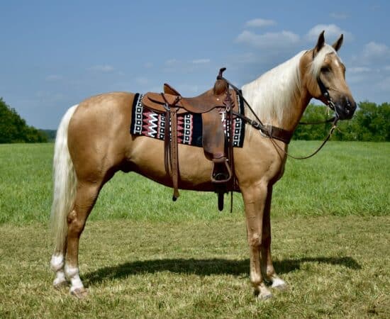 Jason Leger Archives - Thehorsebay.com