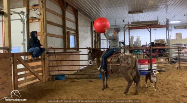 Roxie | Thehorsebay.com