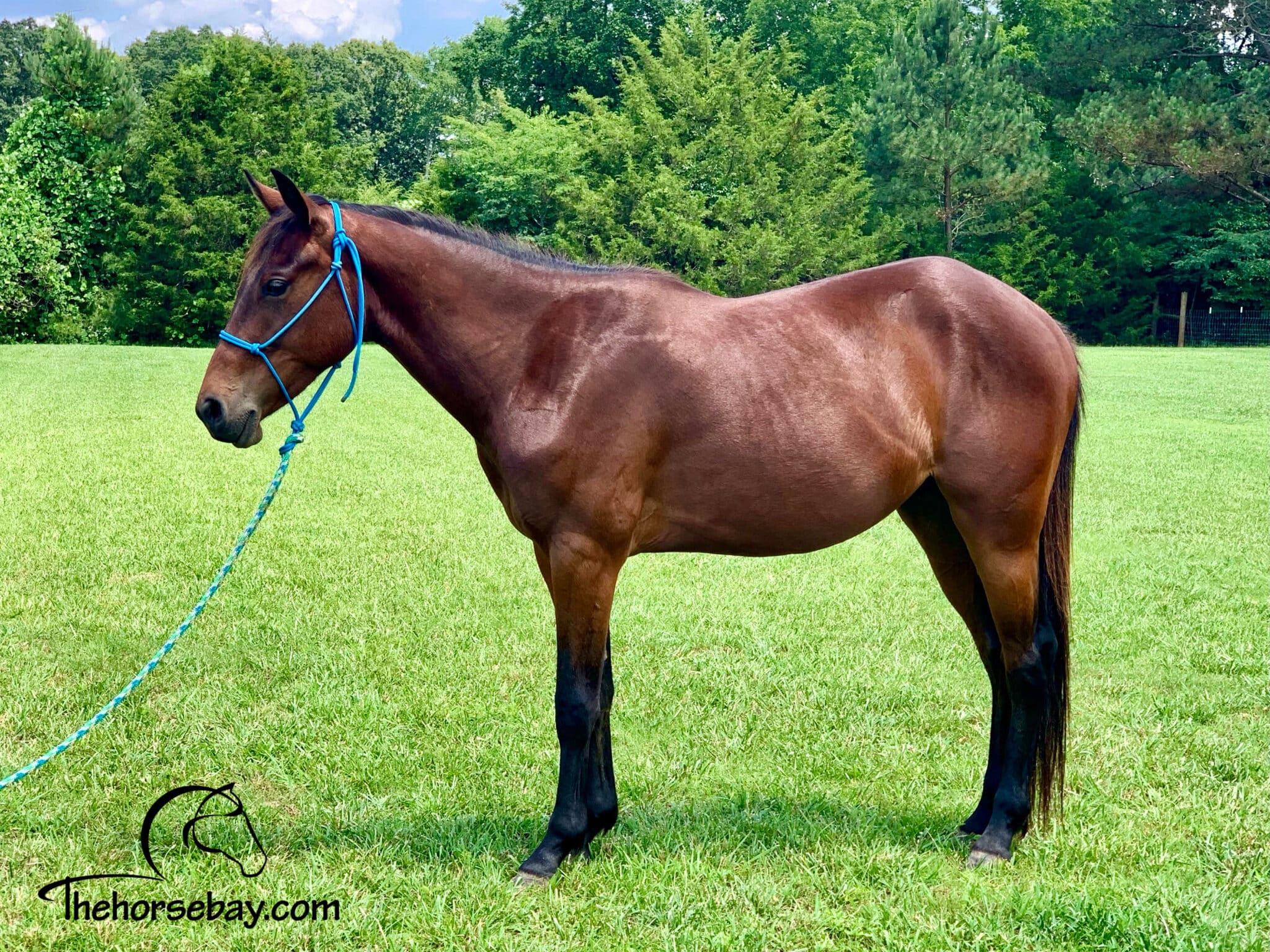 Chip | Thehorsebay.com